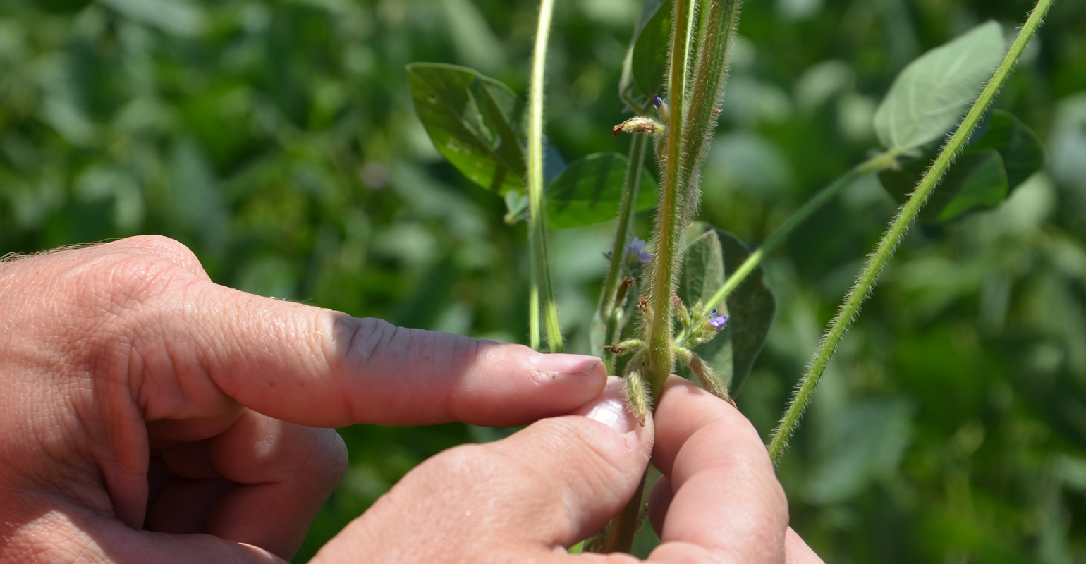 Soybeans head into later growth stages