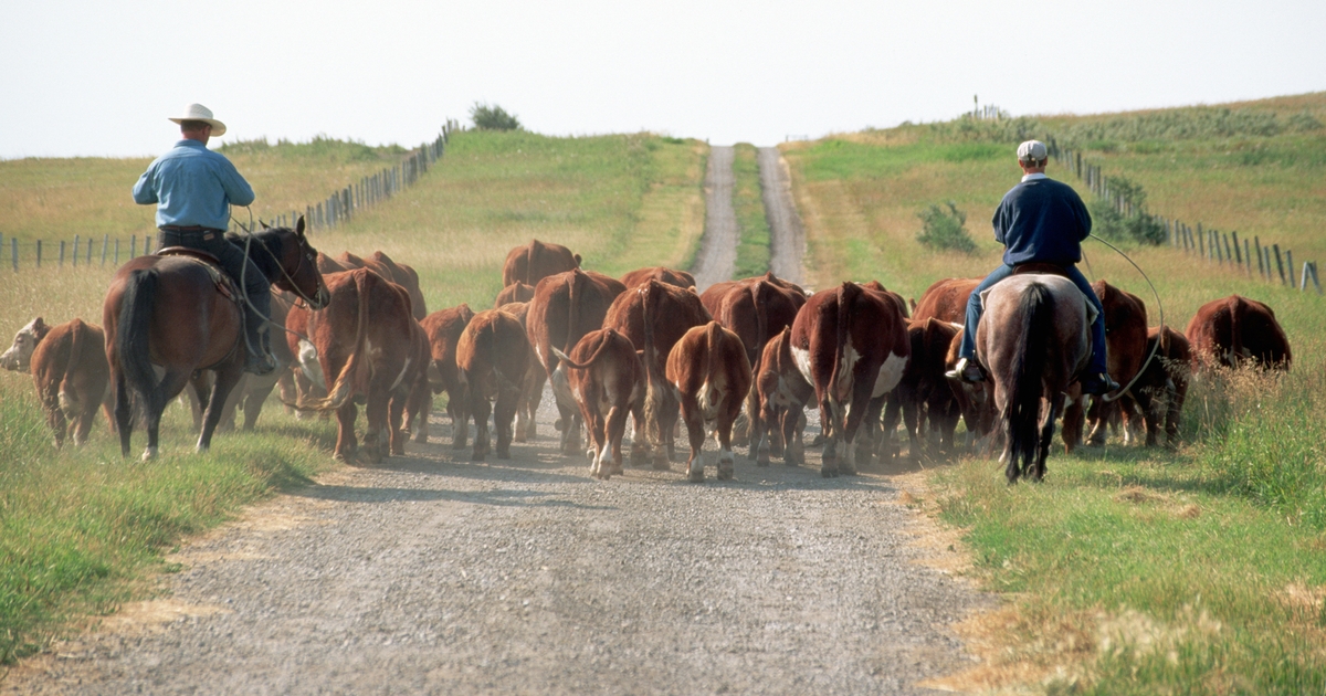 Hunker down for slow beef cattle comeback