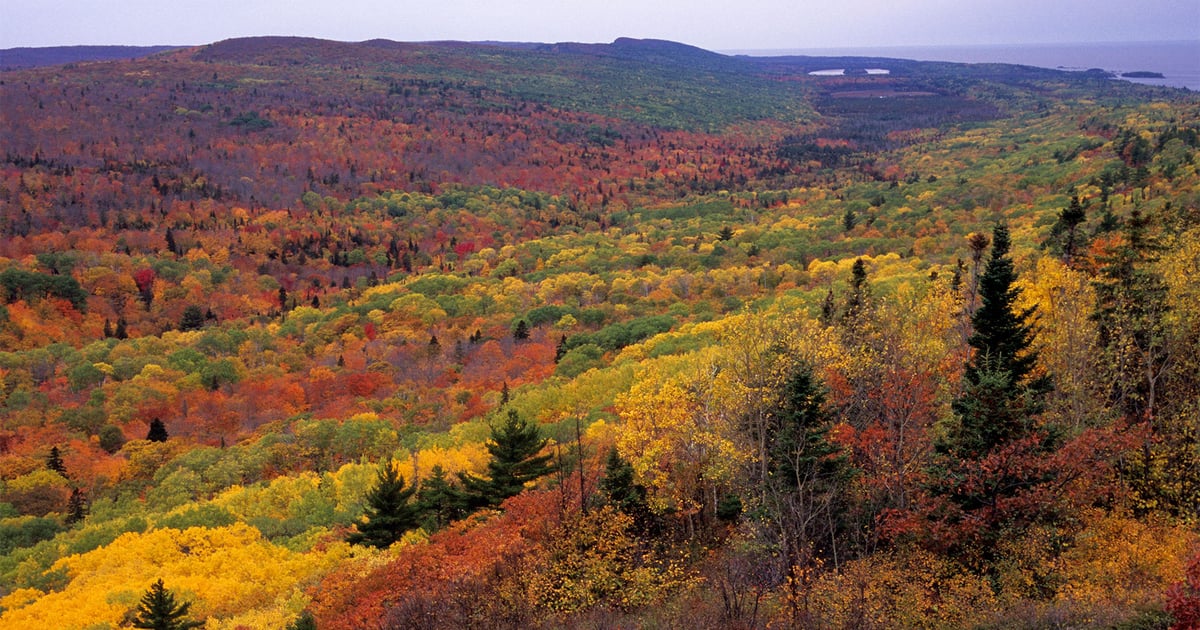 Michigan’s forestry industry booming