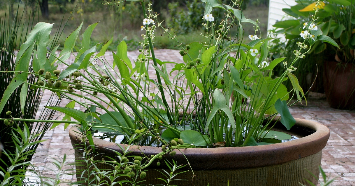 How to plant a container wetland garden