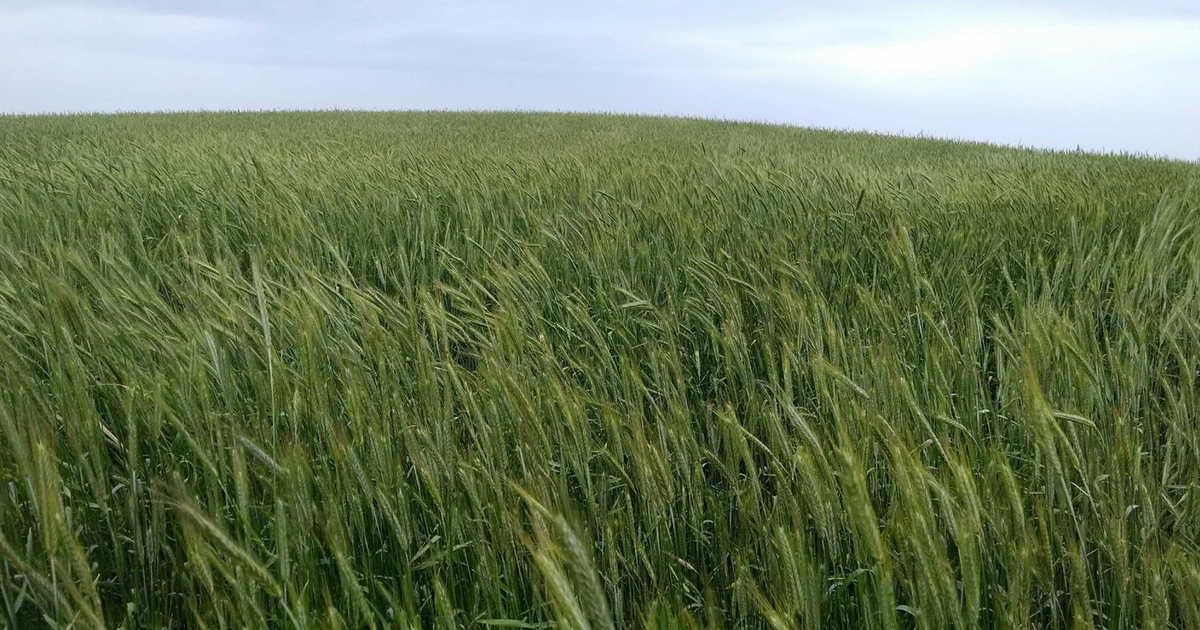 Stumbling block for cover crops