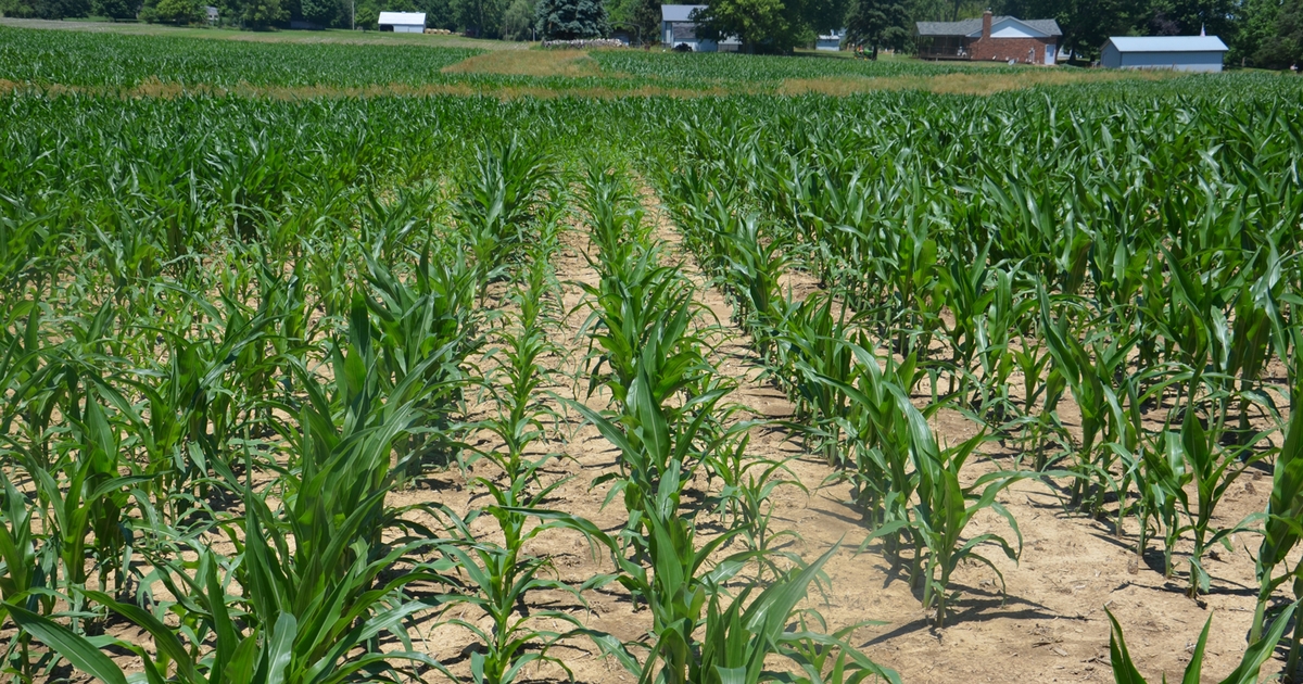 One of the hardest calls in farming: Should you replant corn?