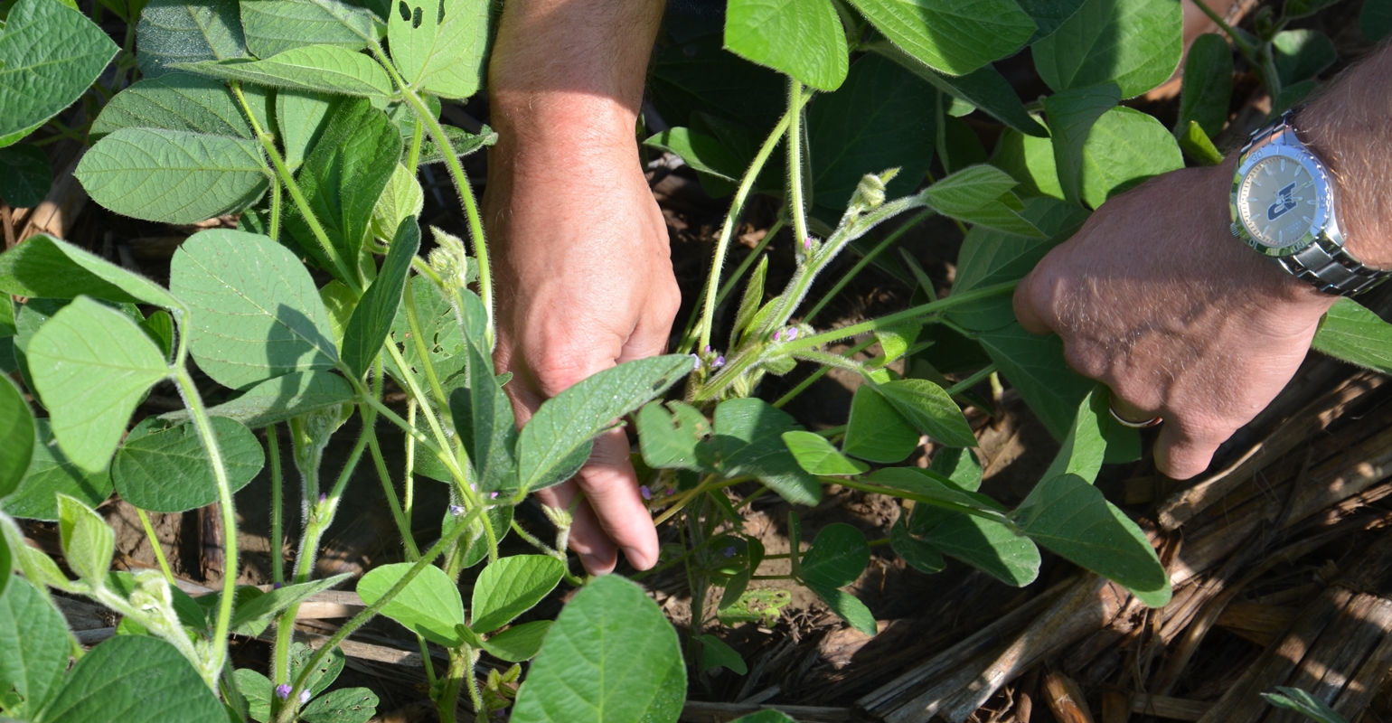Staging soybean growth helps make decisions