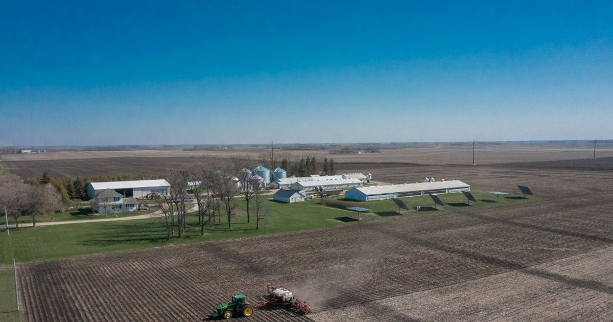 Diversify your row crop production with pigs