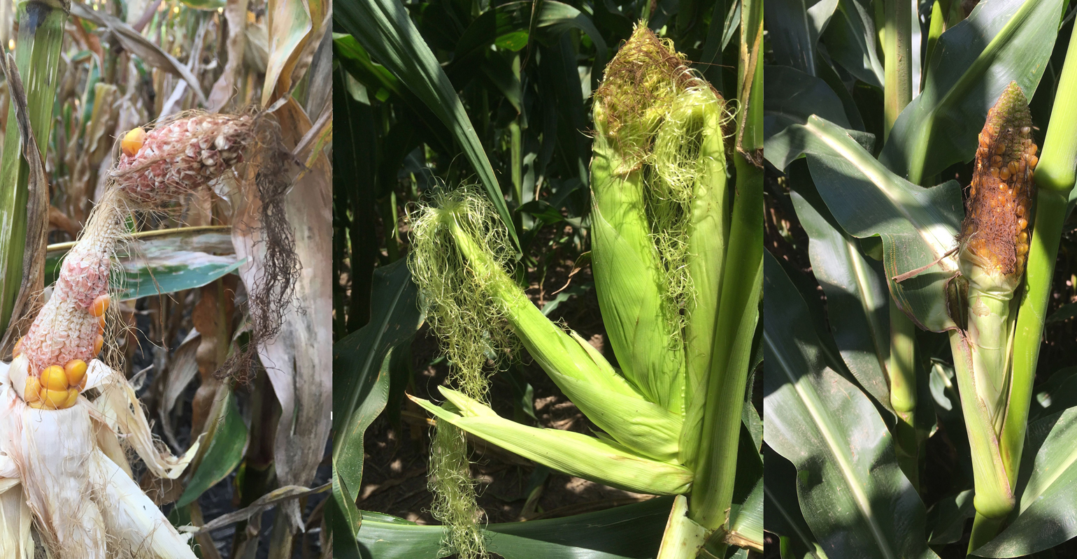 Piecing together the puzzle of 2016 ear formation issues