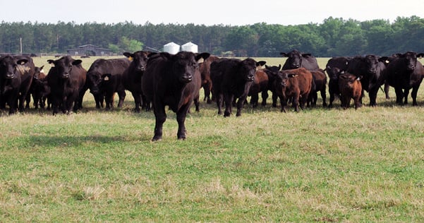 Cattle rustlers strike in Georgia