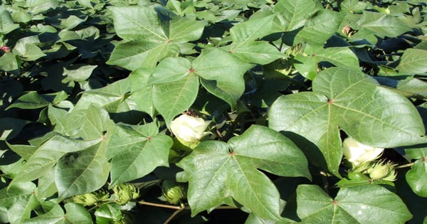 A quick guide to PGR requirements for popular cotton varieties