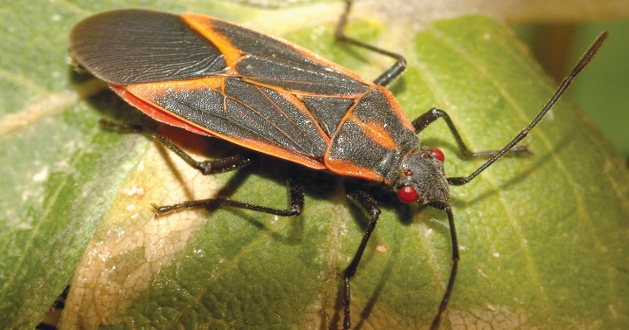 Get Rid of Those Bugs and Beetles Invading Your Home