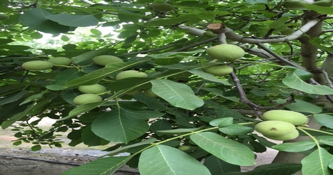 Heavy walnut crop sags, breaks limbs for Sacramento Valley grower