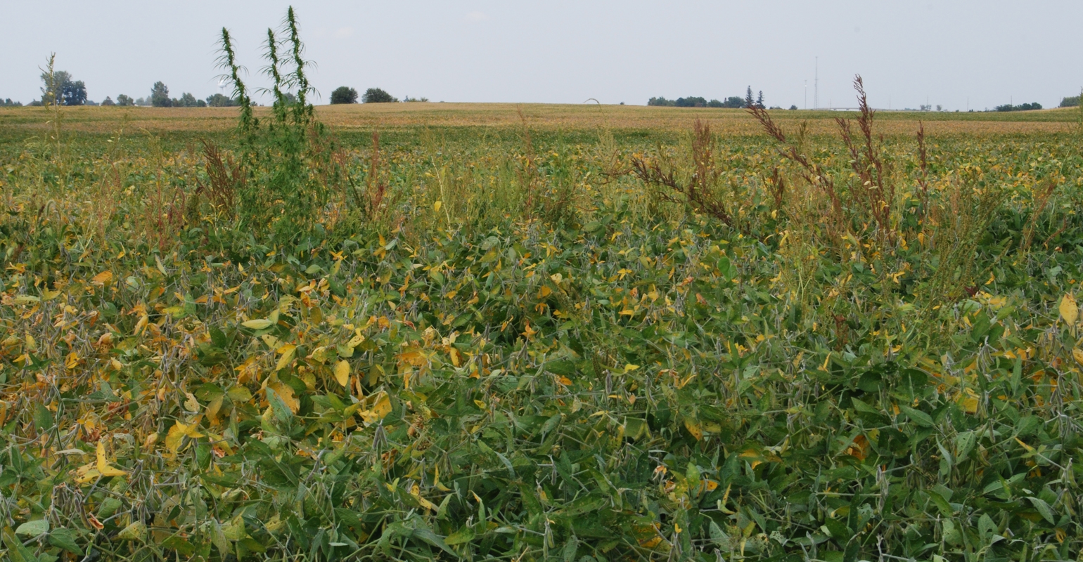 Don’t spread weed seeds at harvest