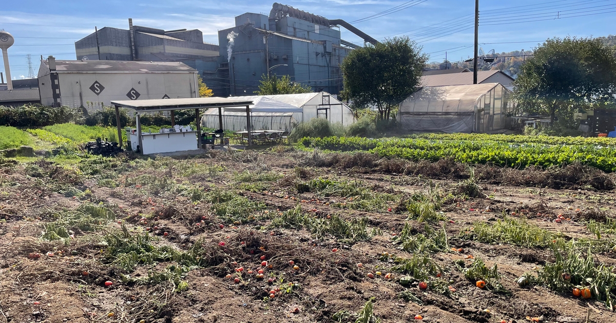 Lessons in farming, in the city
