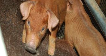 Kicking Up Bio-Security on Indiana Hog Farms