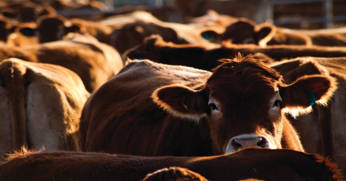 U.S. beef cattle inventory lowest since 1962