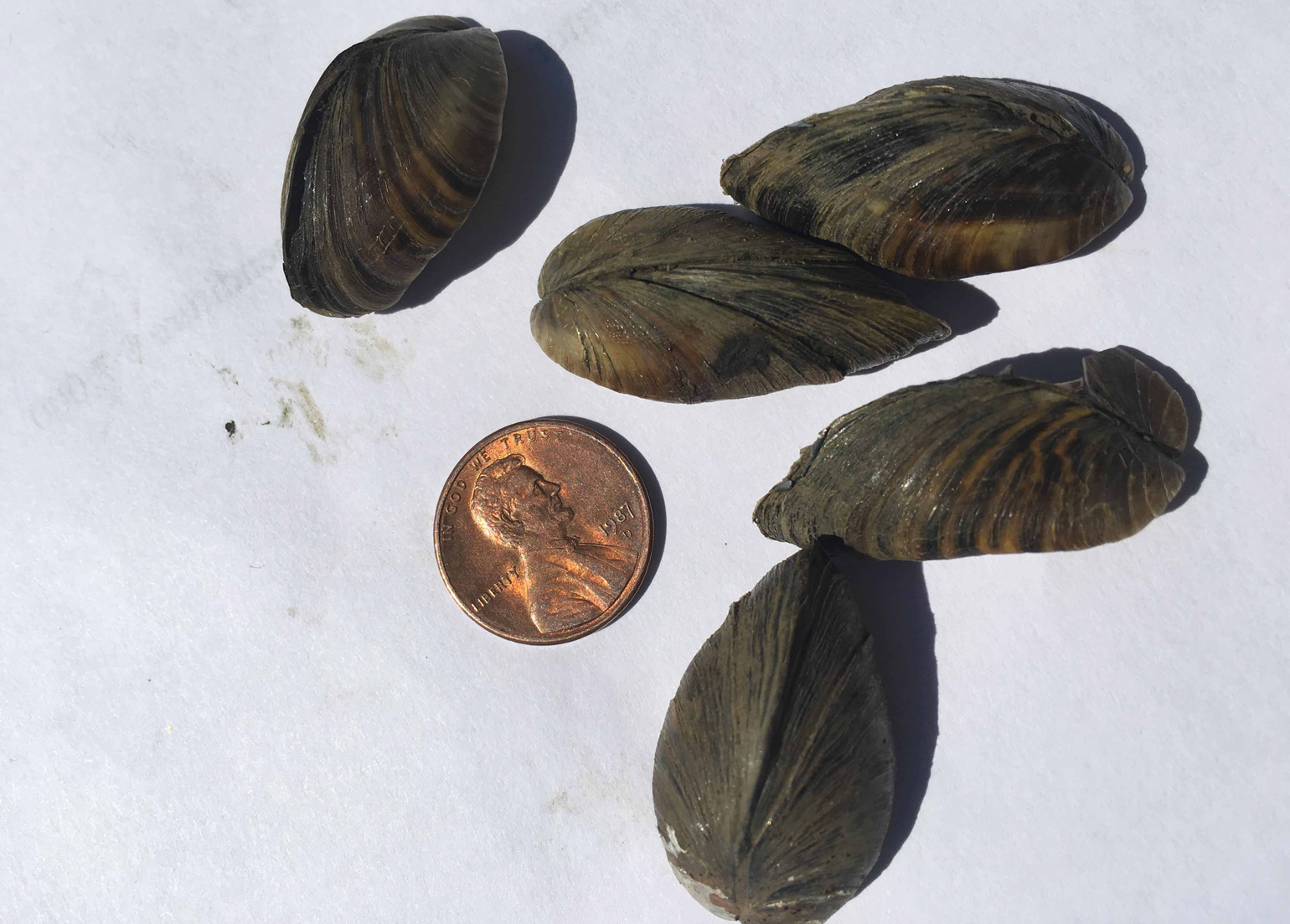 Invasive zebra mussels confirmed at Osage State Fishing Lake