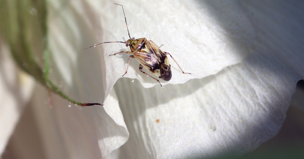 Cotton insect update