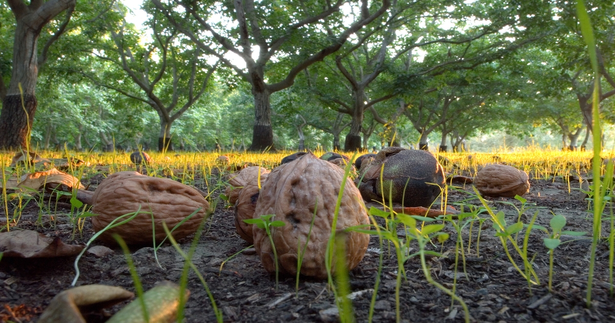 Early Serr walnut harvest disappoints Fresno County grower
