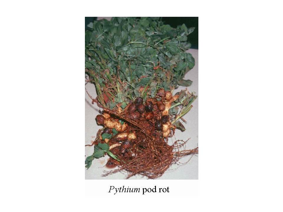 Water disbursement a key factor in peanut pod rot control