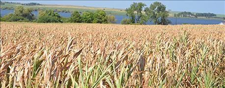 Next wave of Agrisure Artesian corn hybrids coming