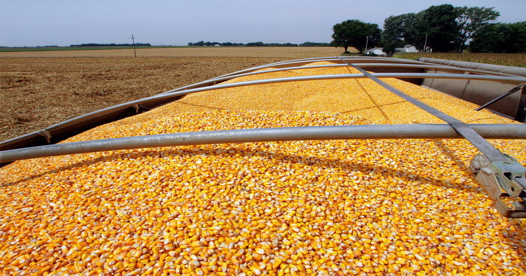 Corn bulls question global production