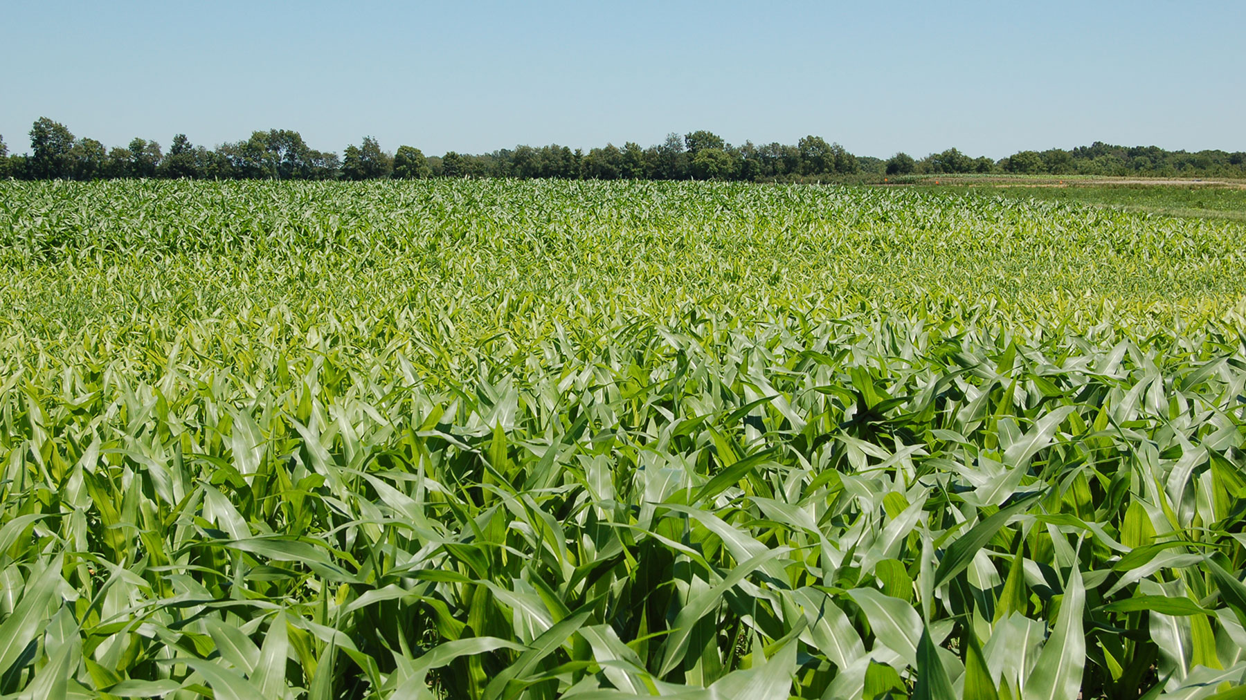5 tips for cover crop termination