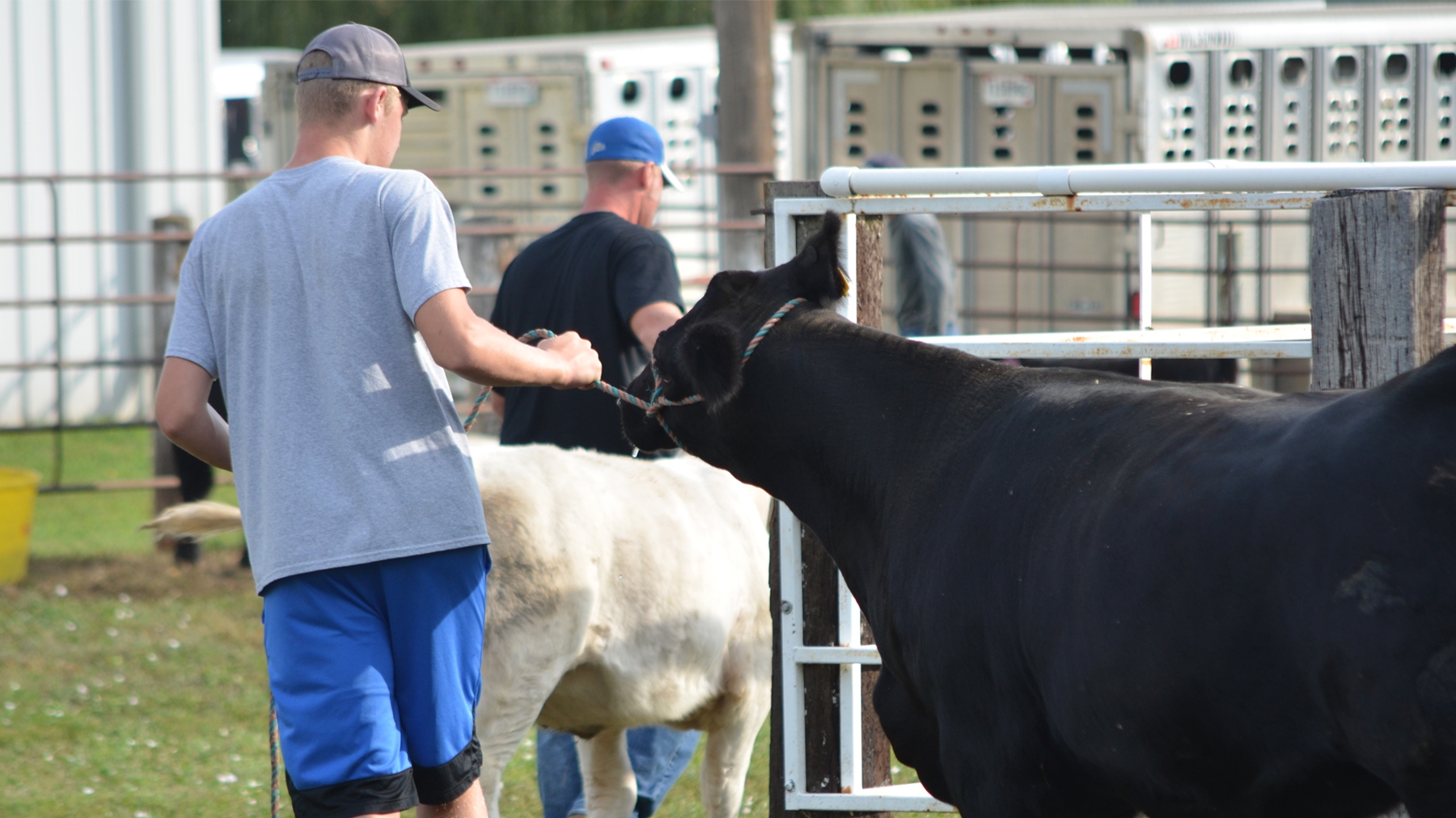 Slice of Nebraska life at county fairs