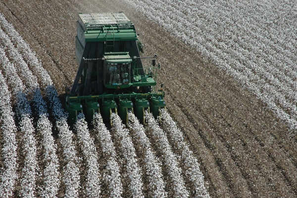 Color and leaf grades were exceptional in 2010 cotton crop 273336 ...