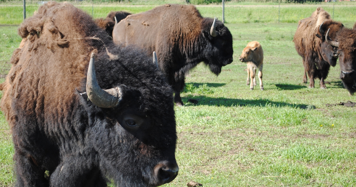 Bison producers bring meat directly to customers