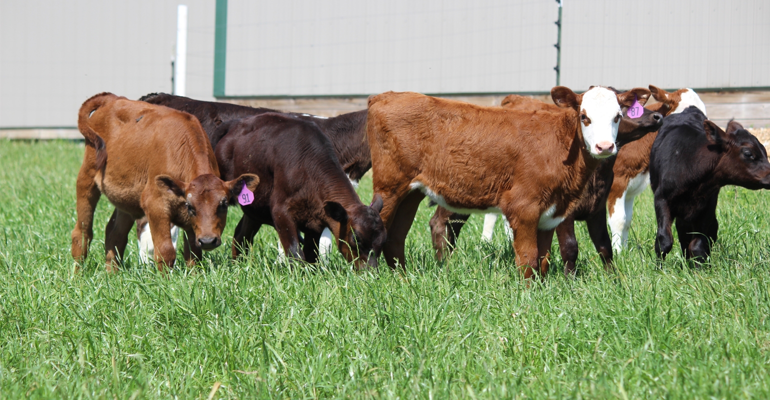 Time for a cattle tour?