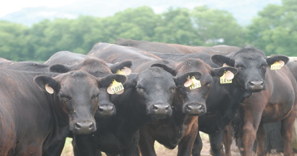 Final BSE rule announced by USDA