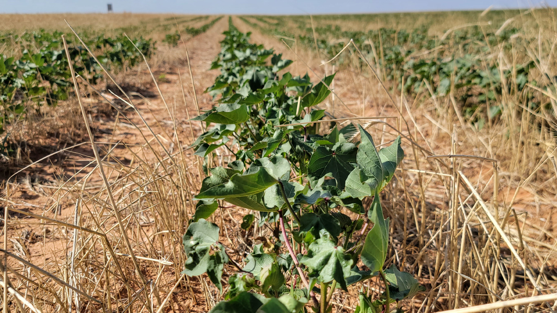 Checklist: Evaluating, understanding carbon contracts