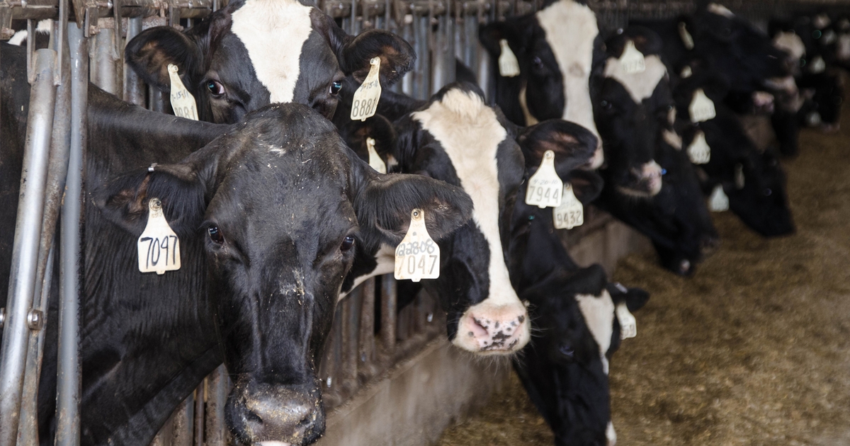 National Mastitis Council awards producers for quality milk