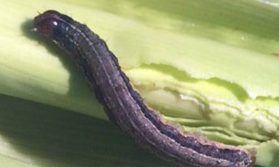 Plenty of leaf-eaters around to challenge alfalfa, corn crops