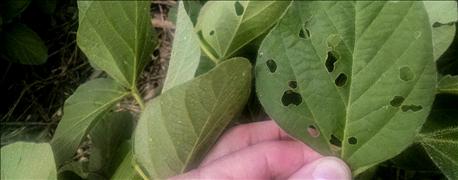 Soybean-defoliating insects: Time to make management decision