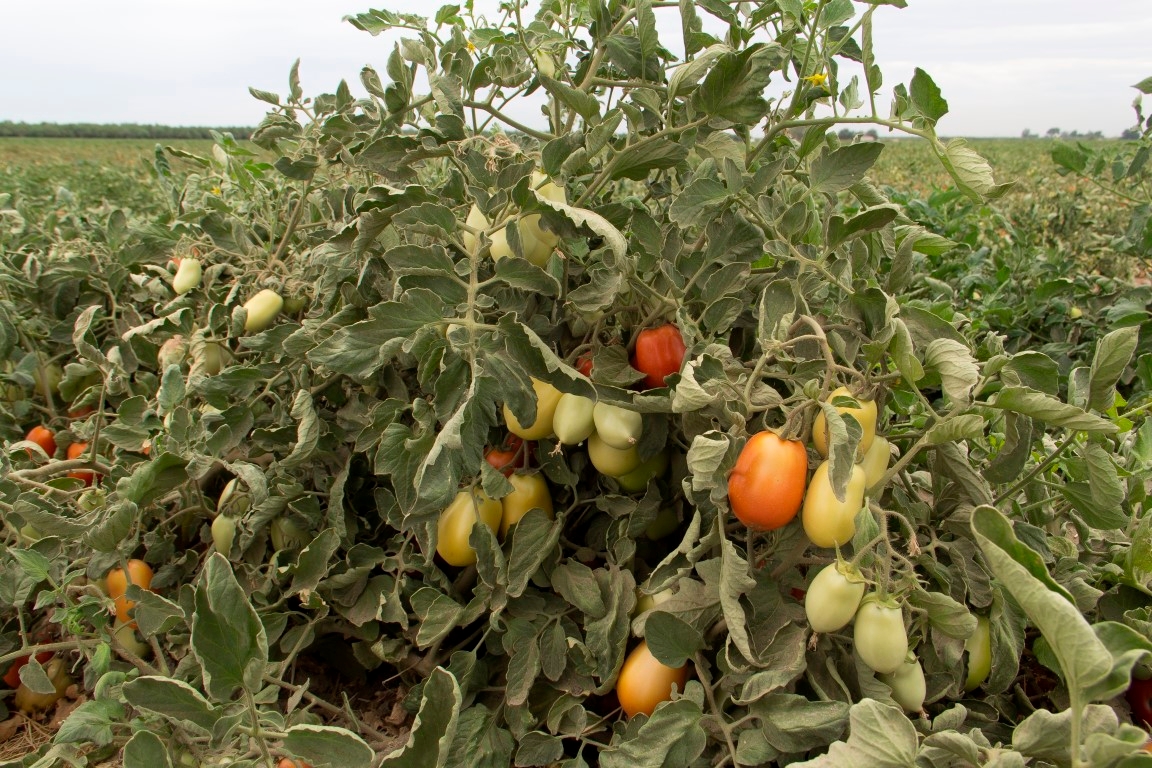 New noxious weed found in California processing tomato field