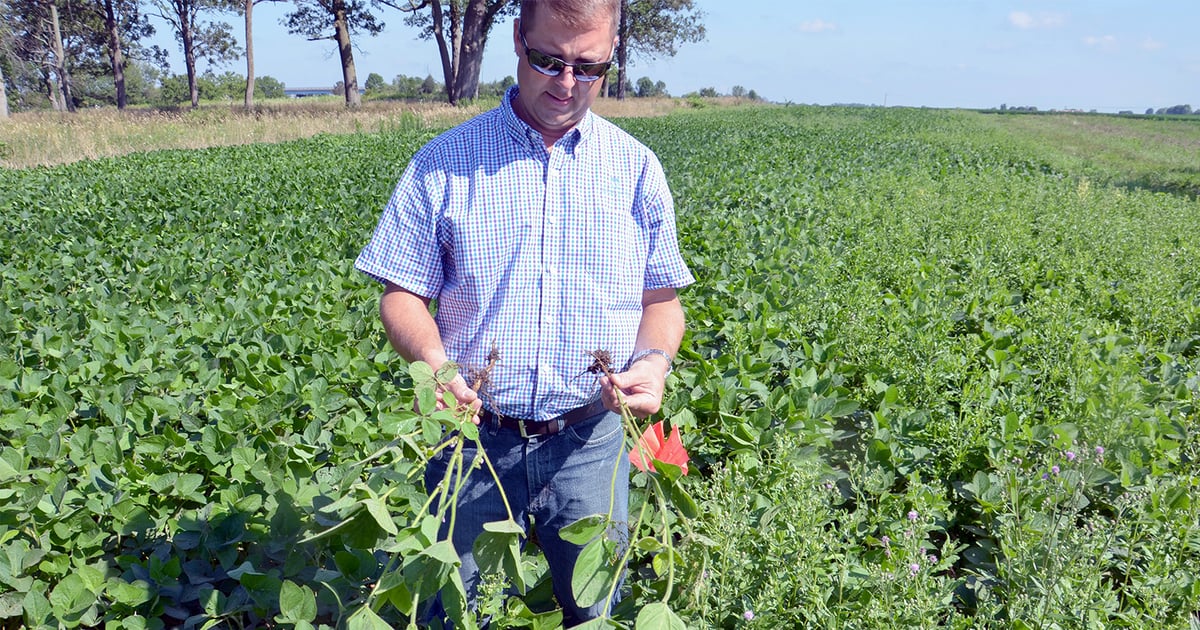 Proof that weed pressure affects yield