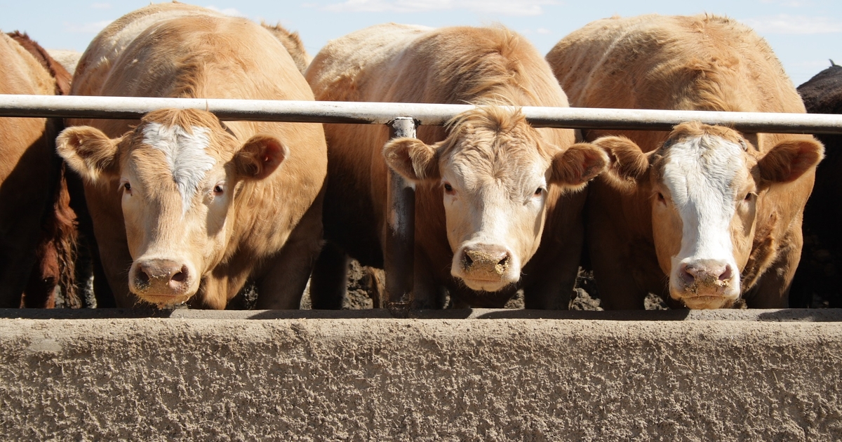 Beef export and import update