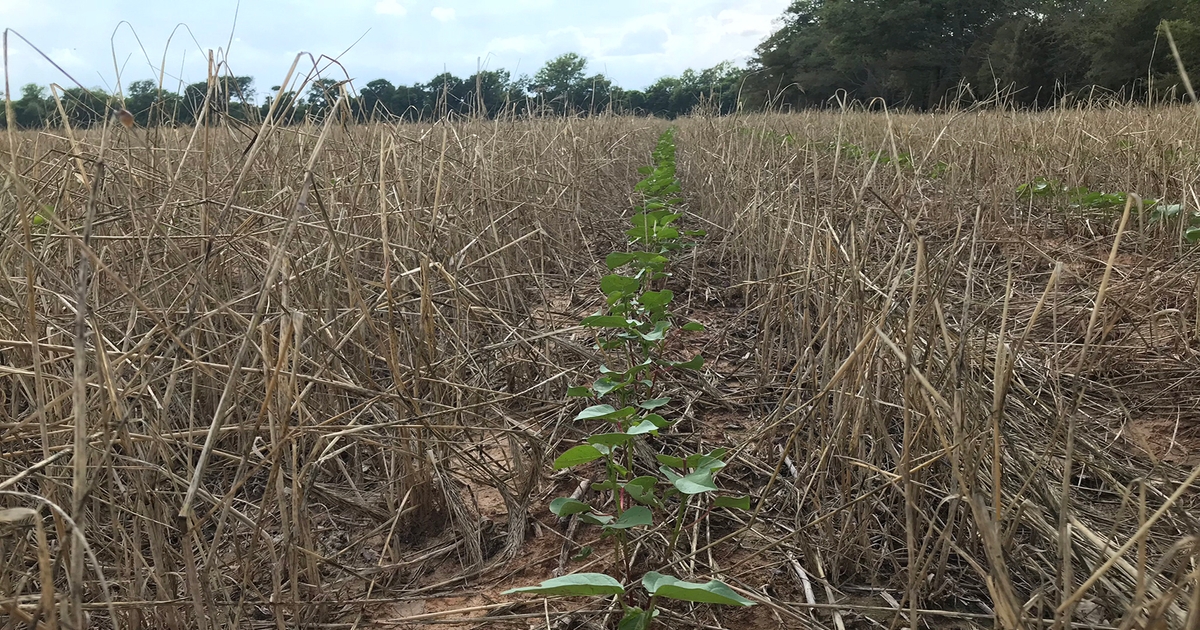 Cover crops now a regular cropping practice