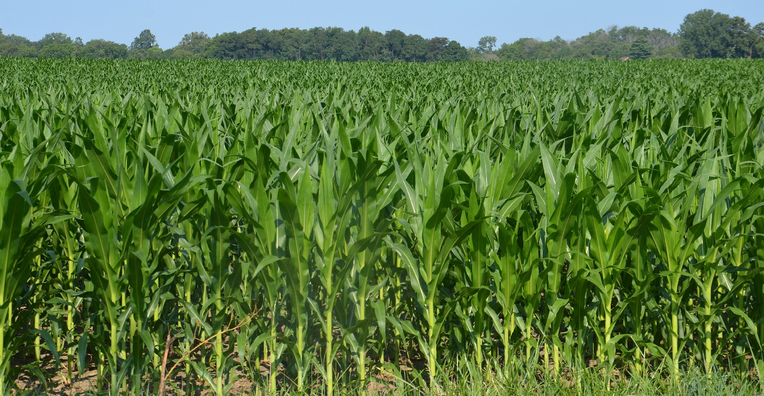Better use of light could help corn in changing climate