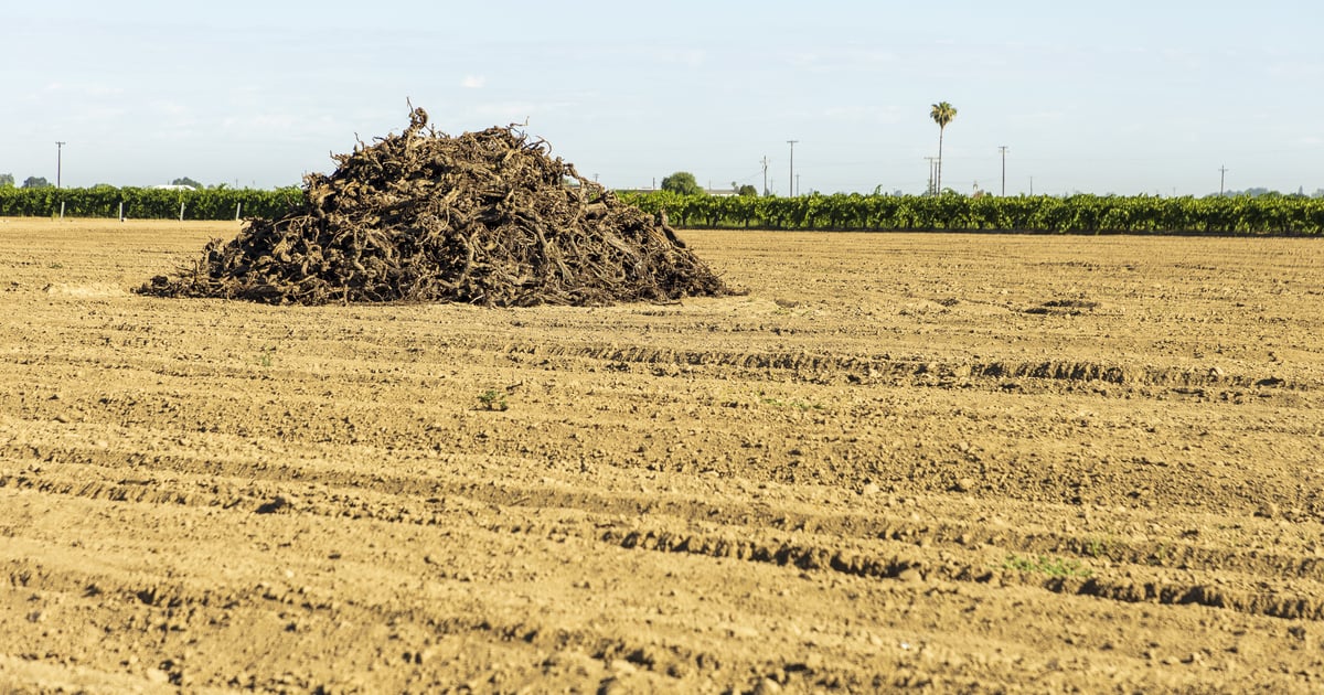 California on track to raze another 40,000 acres of vineyards