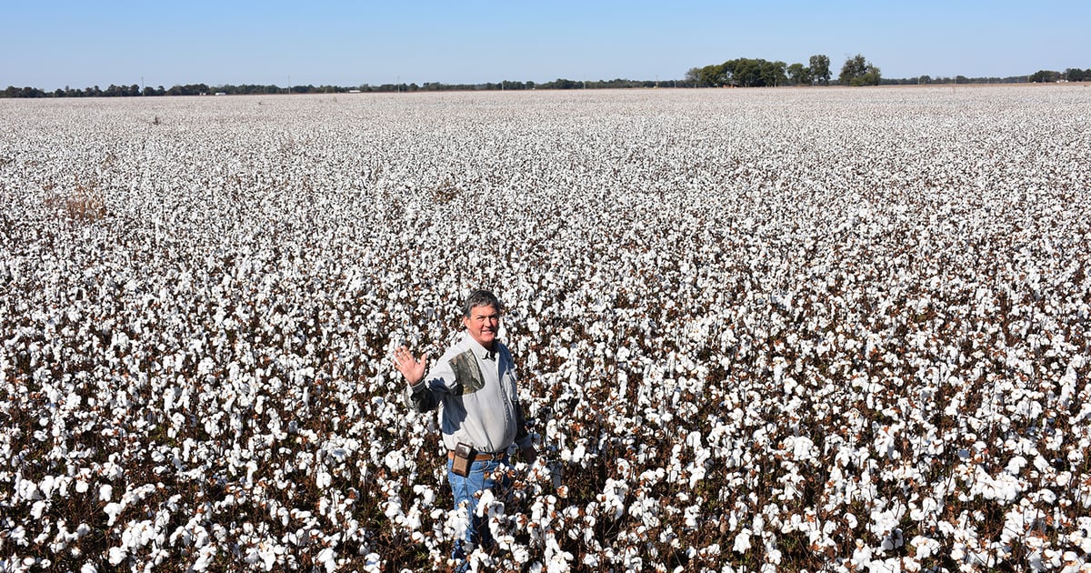 High Cotton: decades of innovation