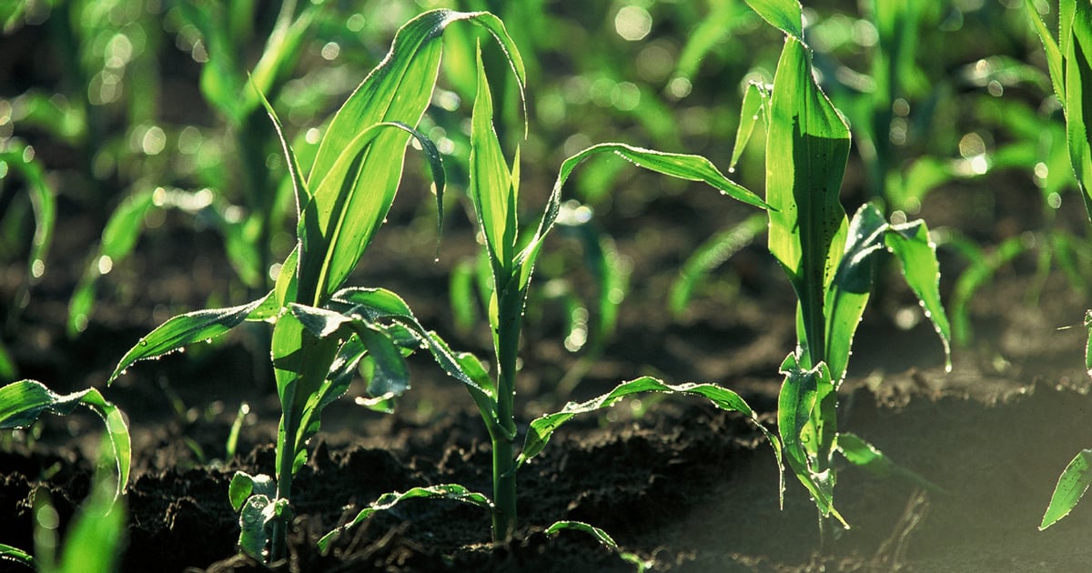 2020 crop budget projects return to land for 4 crops