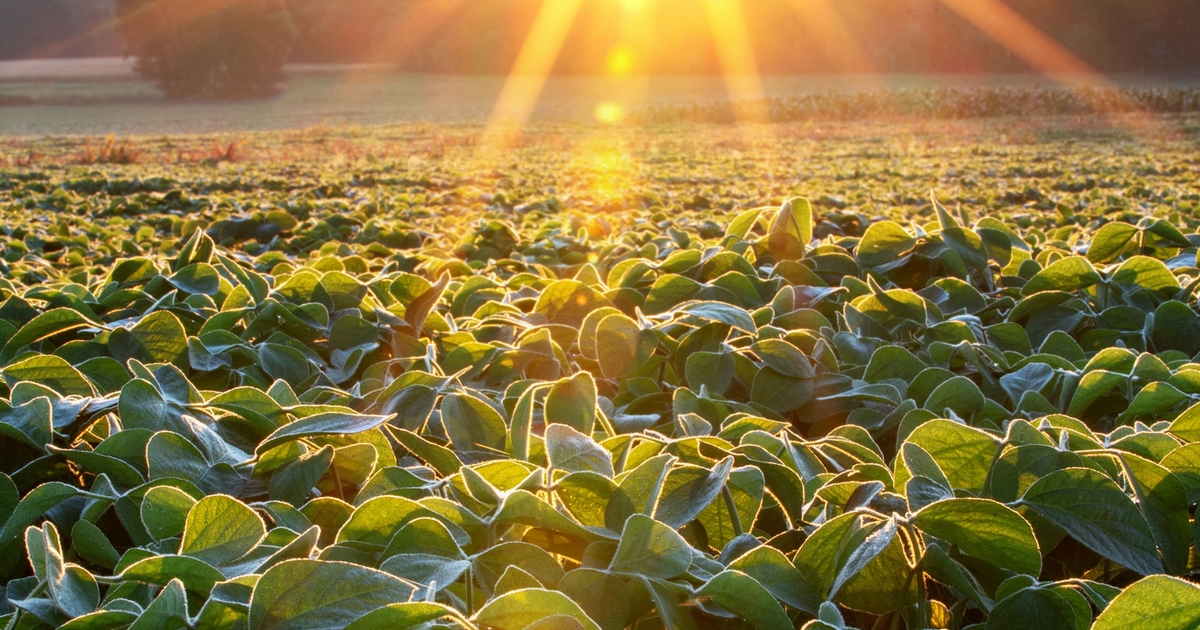 Dicamba training 2022