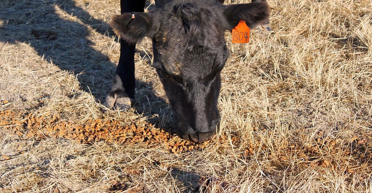 Where are the points of leverage in your cattle operation?