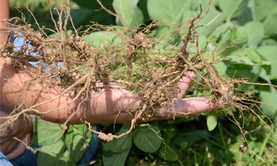 5 steps to answering questions about slow-growing soybeans