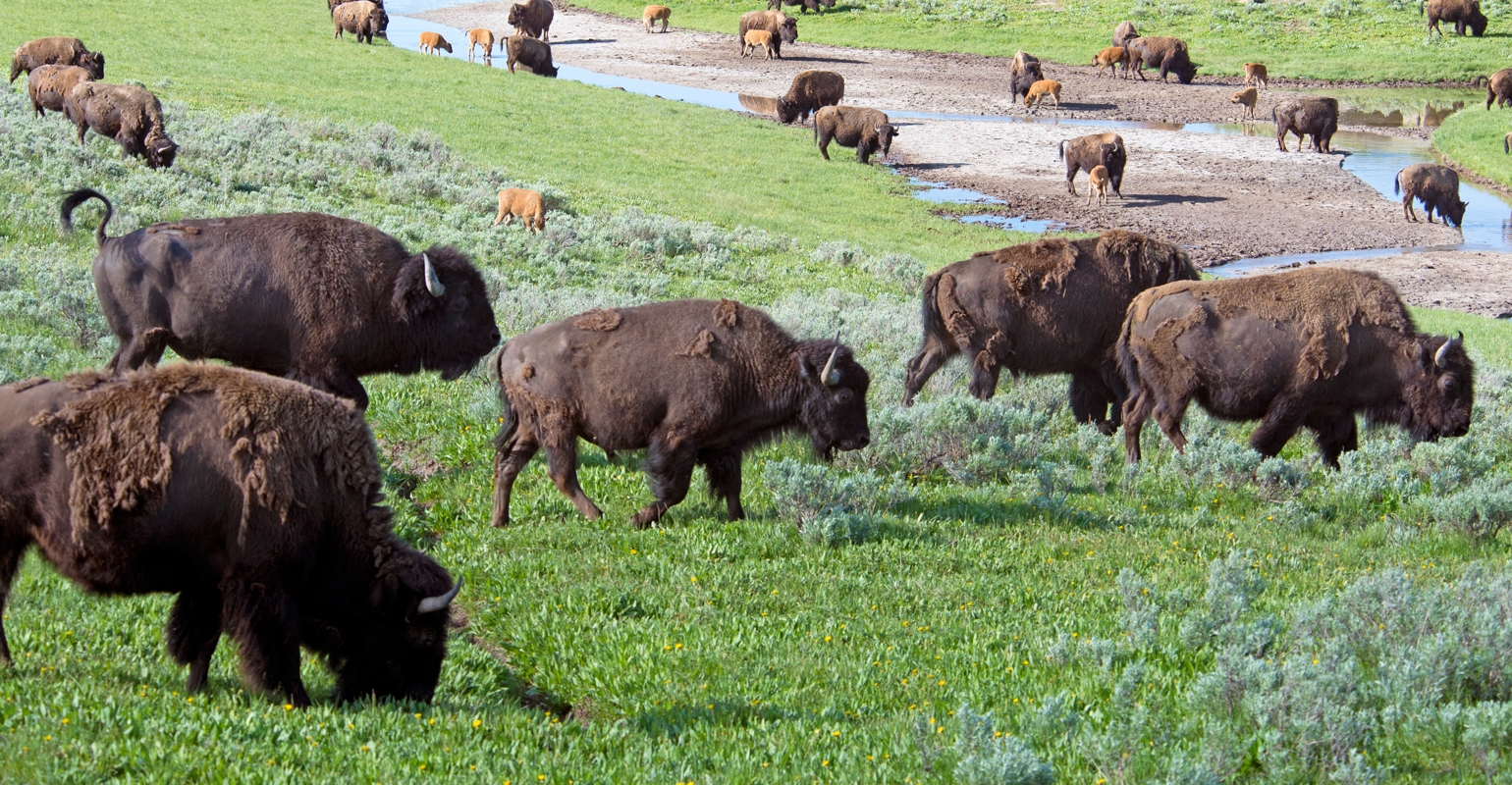Bison producers enjoy profitable year