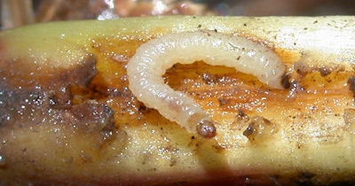 Plan for 2016 corn rootworms now