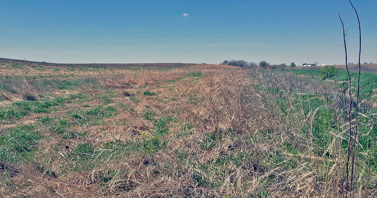 Saturated buffers enhance on-farm conservation efforts