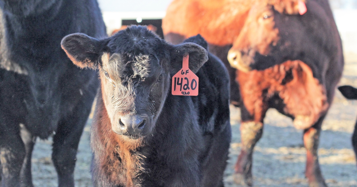 4th-generation Angus ranch promotes breed characteristics