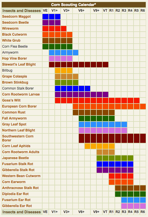 Corn scouting calendar: insects and diseases