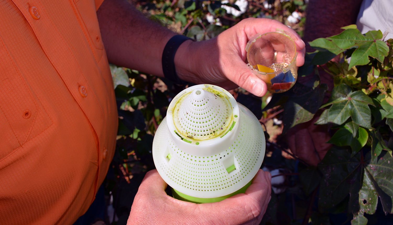 Boll weevil program still advancing